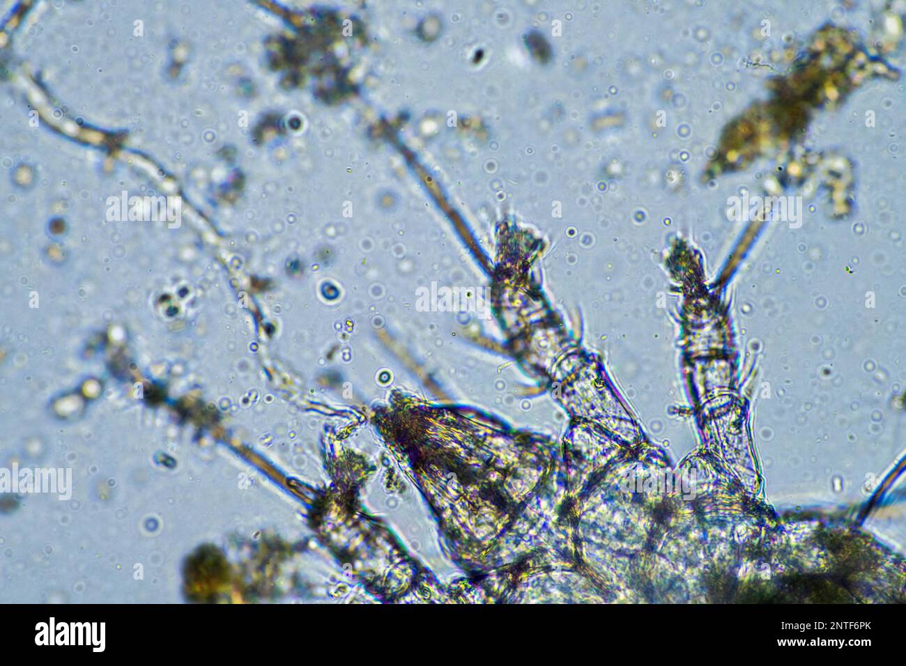 soil microorganisms including nematode, microarthropods, micro ...