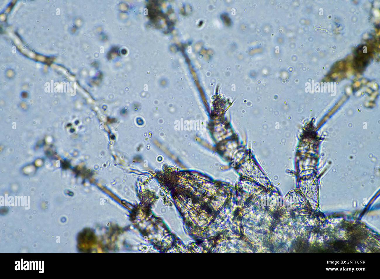 soil microorganisms including nematode, microarthropods, micro ...