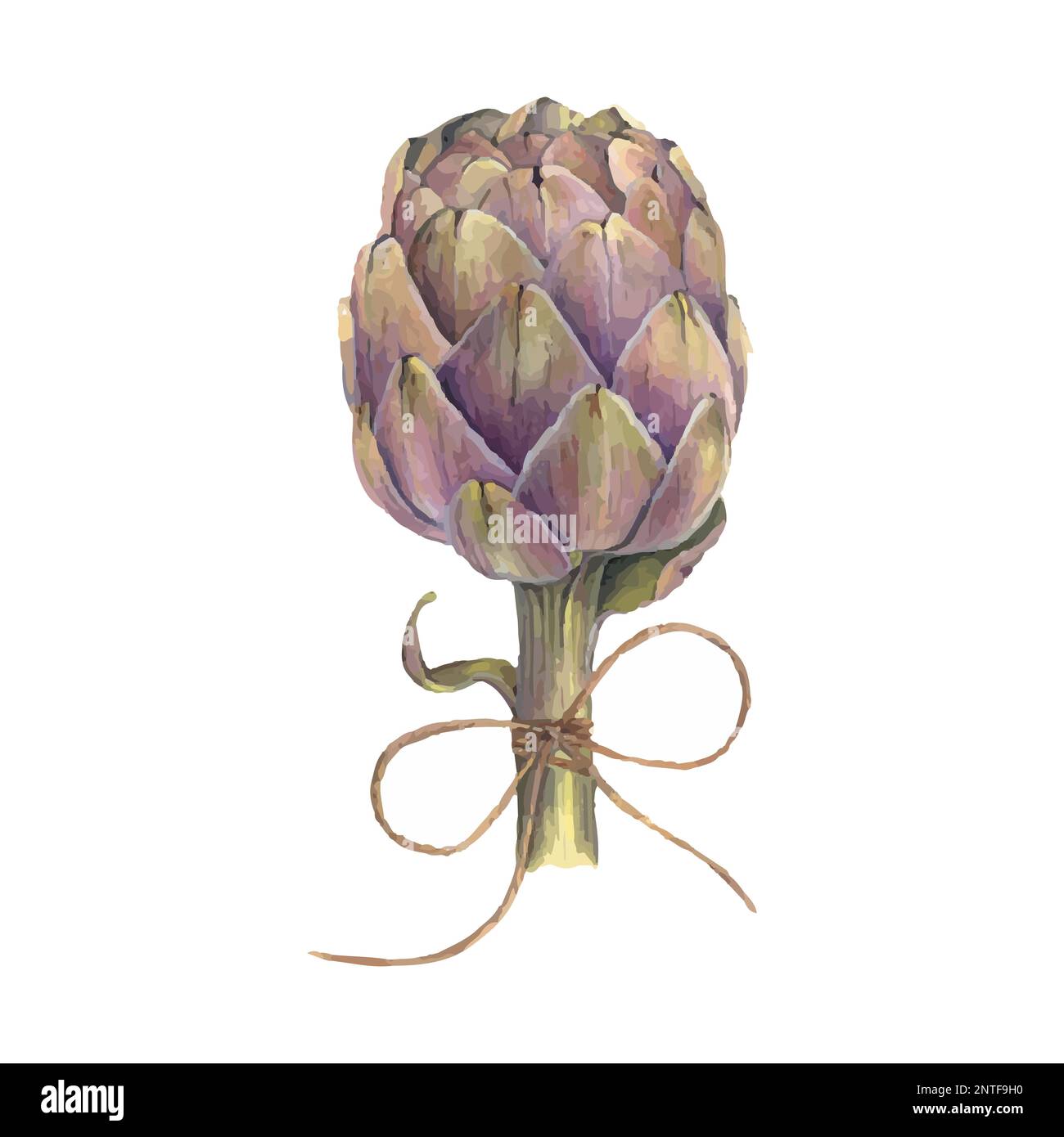 Artichoke hand drawing vector illustration Stock Vector Image & Art - Alamy