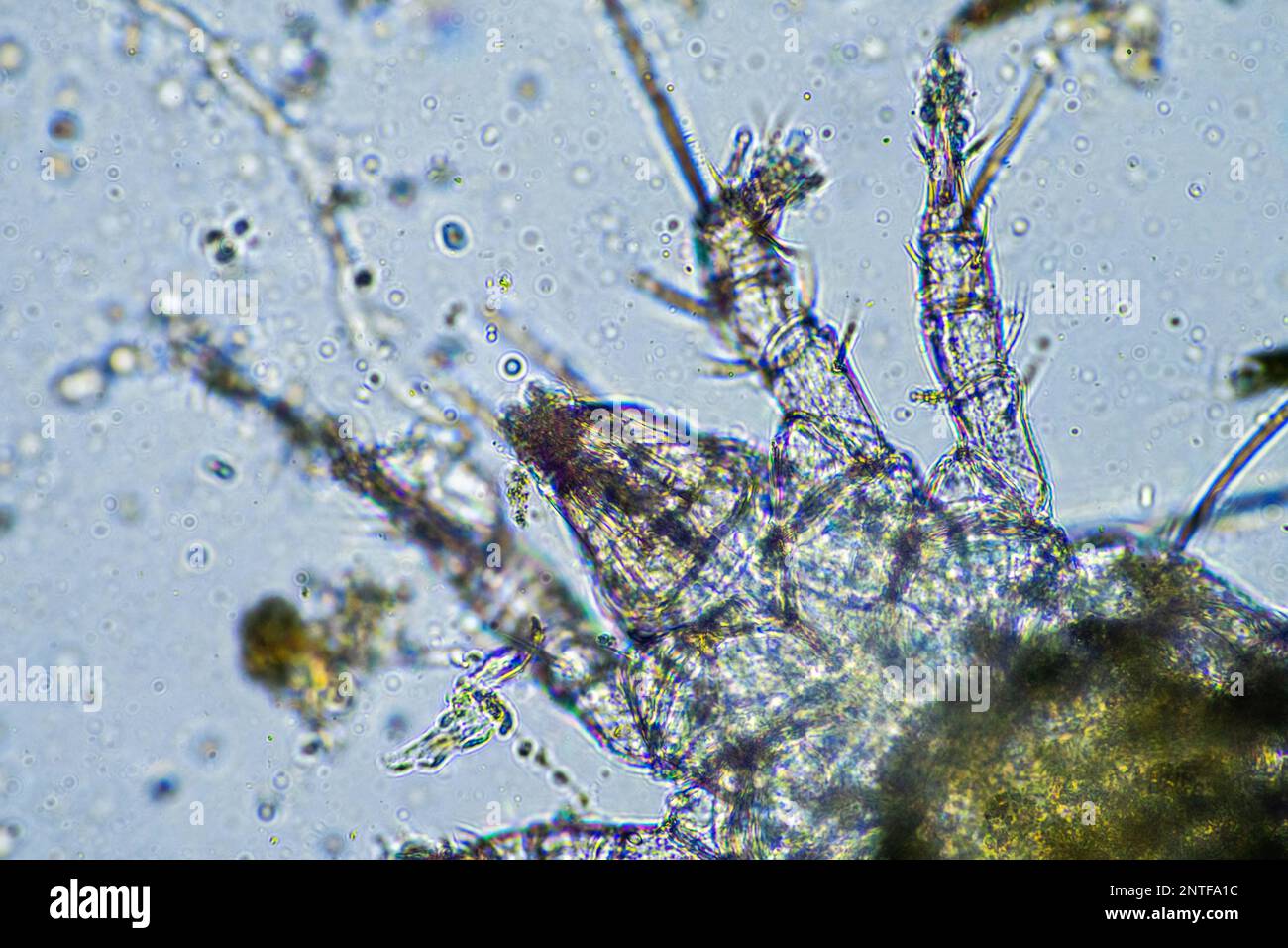 soil microorganisms including nematode, microarthropods, micro ...