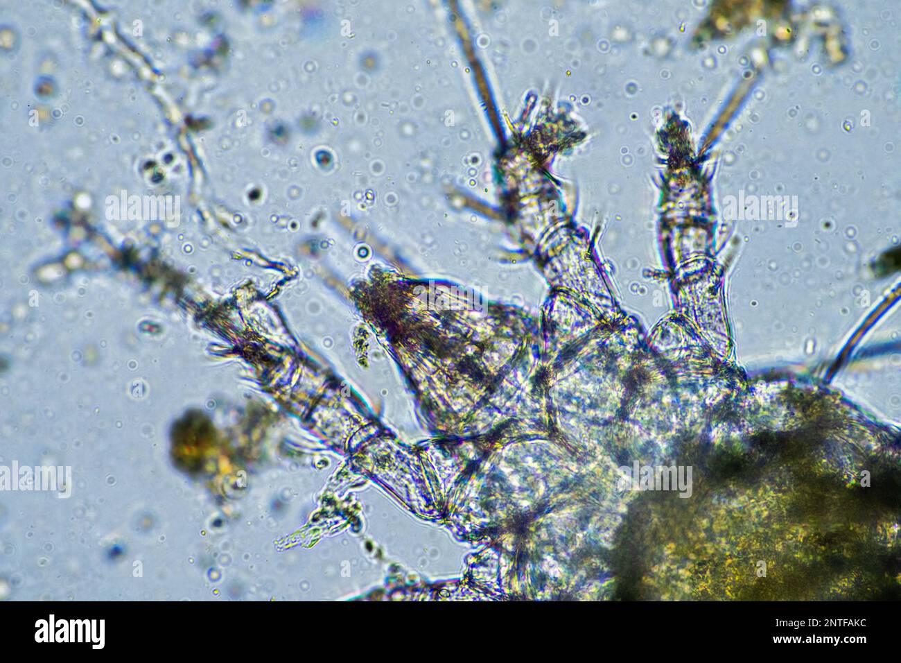 soil microorganisms including nematode, microarthropods, micro ...