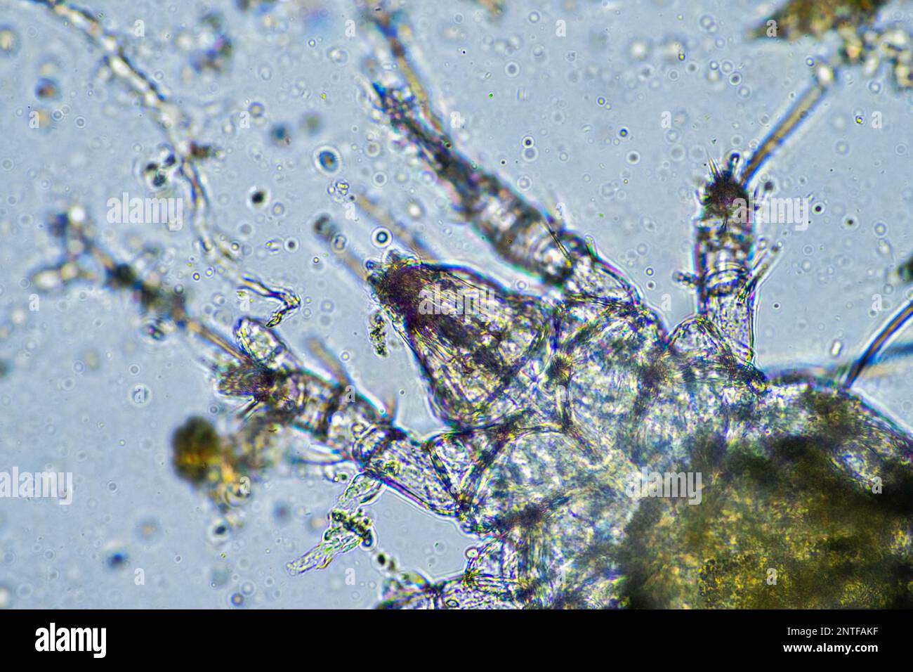 soil microorganisms including nematode, microarthropods, micro ...
