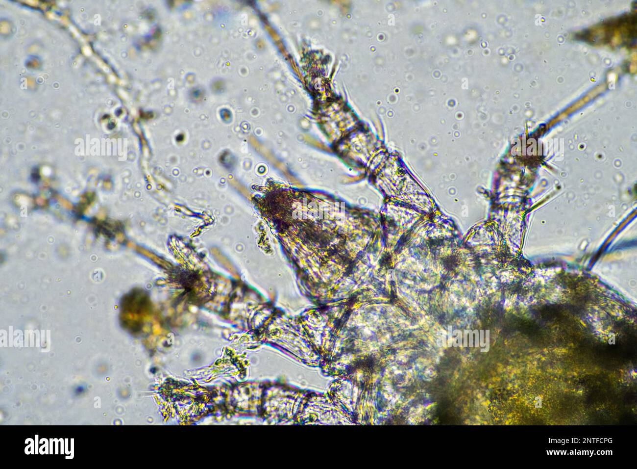 soil microorganisms including nematode, microarthropods, micro ...