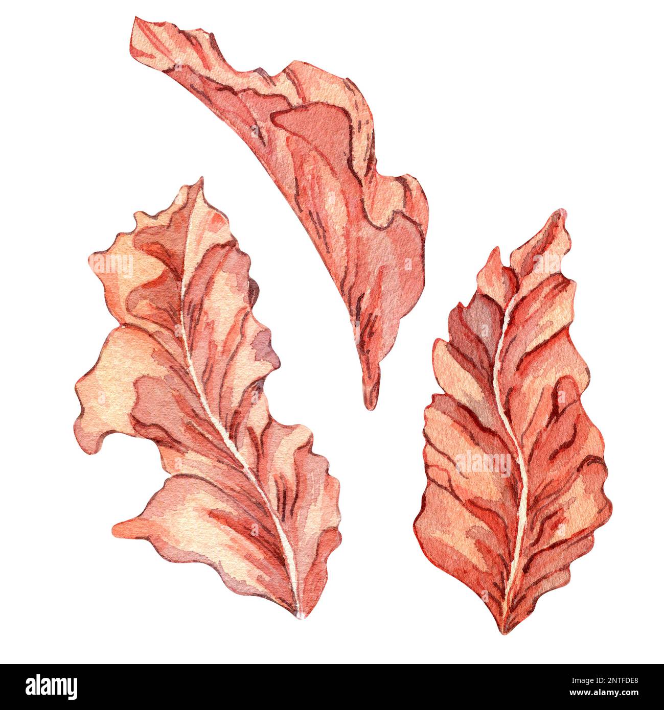 Set of pink sea plants watercolor illustration isolated on white ...