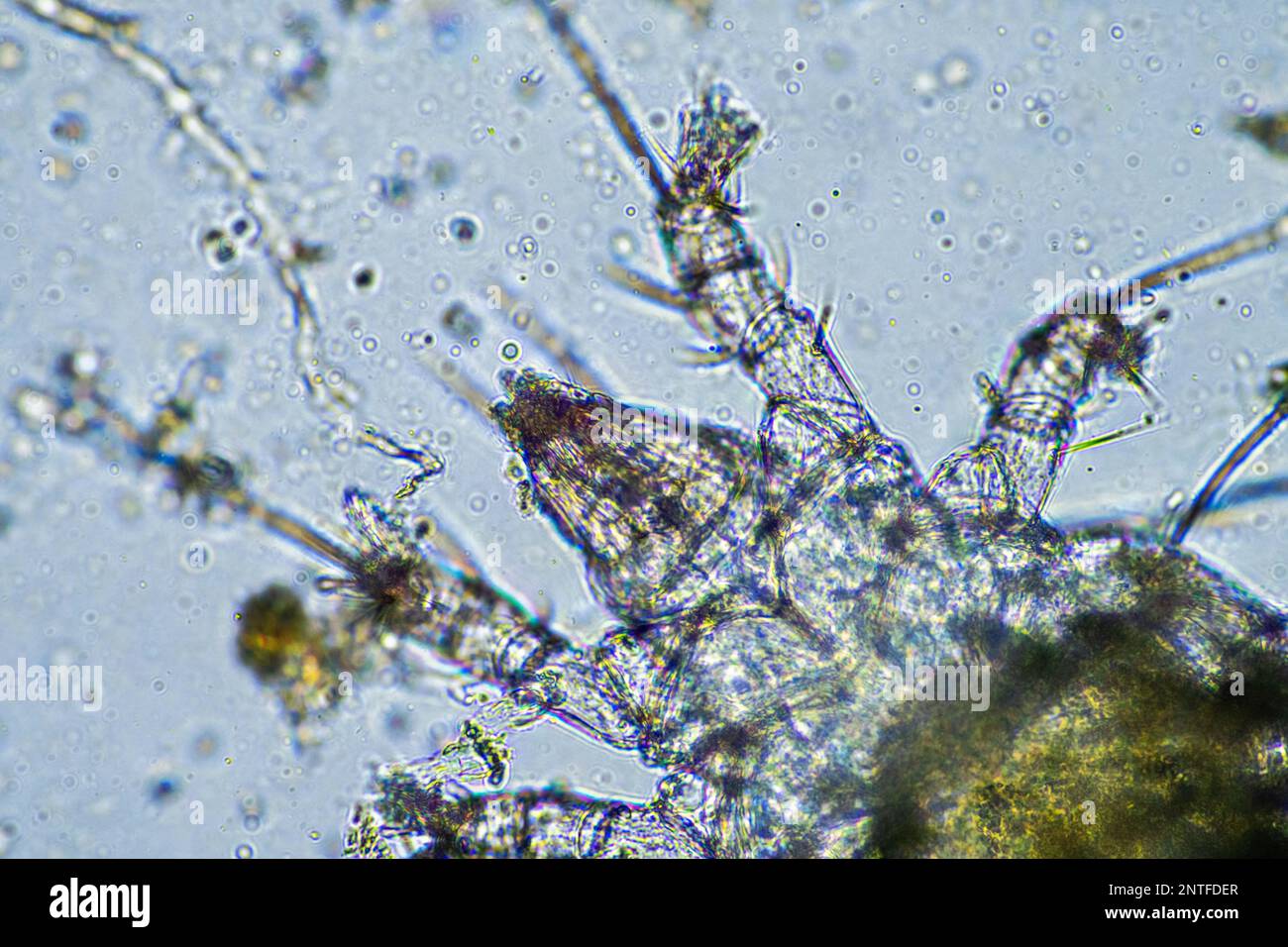 soil microorganisms including nematode, microarthropods, micro ...