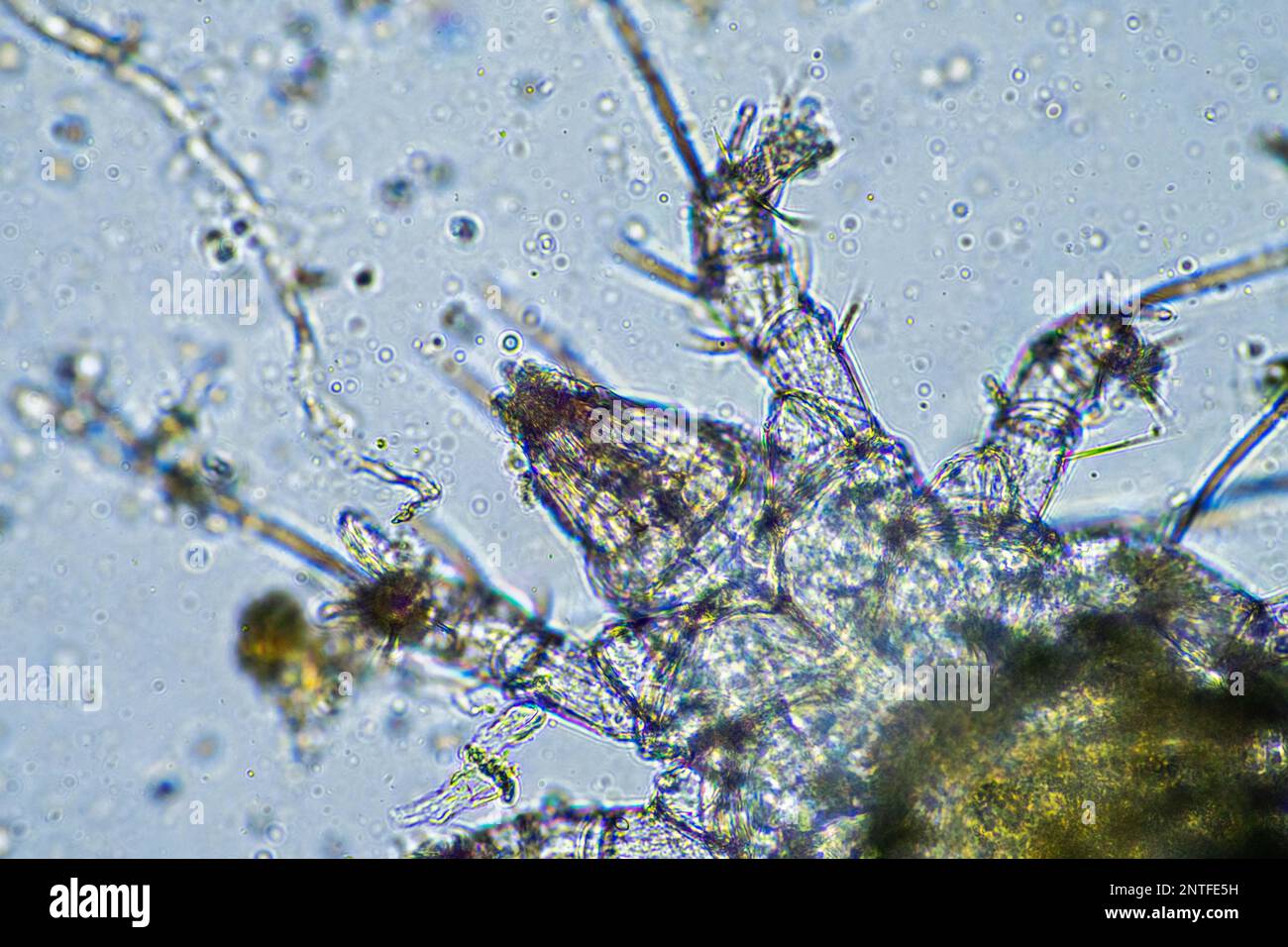 soil microorganisms including nematode, microarthropods, micro ...