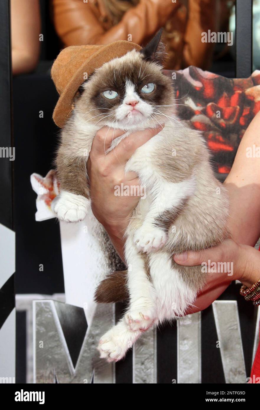May 17th 2019 - Grumpy Cat aka Tardar Sauce has died at home in Arizona at the age of seven due ...