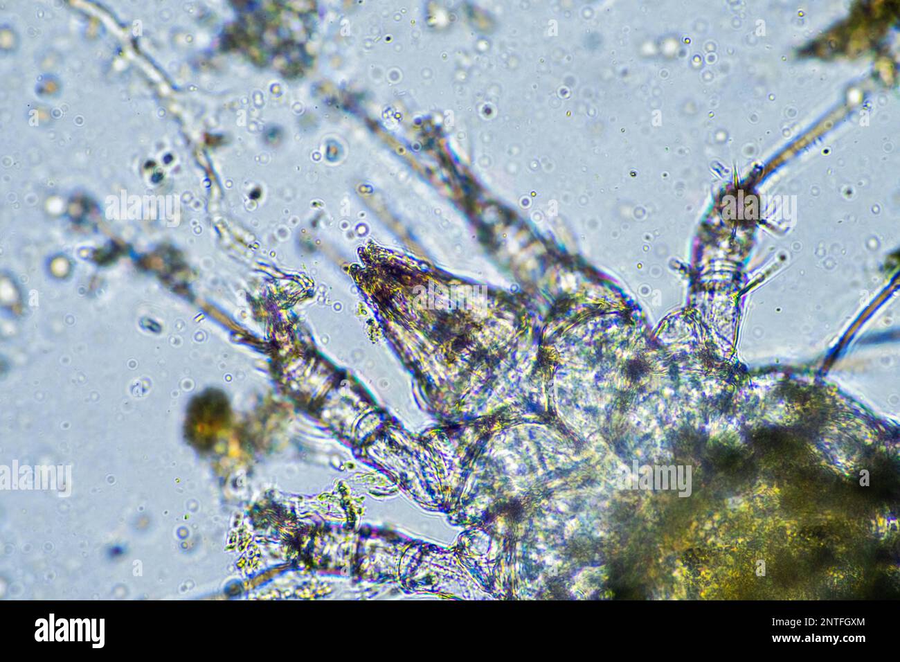 soil microorganisms including nematode, microarthropods, micro ...