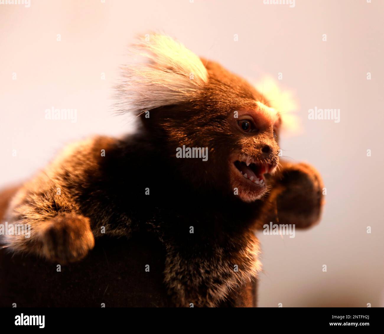 A marmoset from South Africa reacts when a worker takes its blood ...