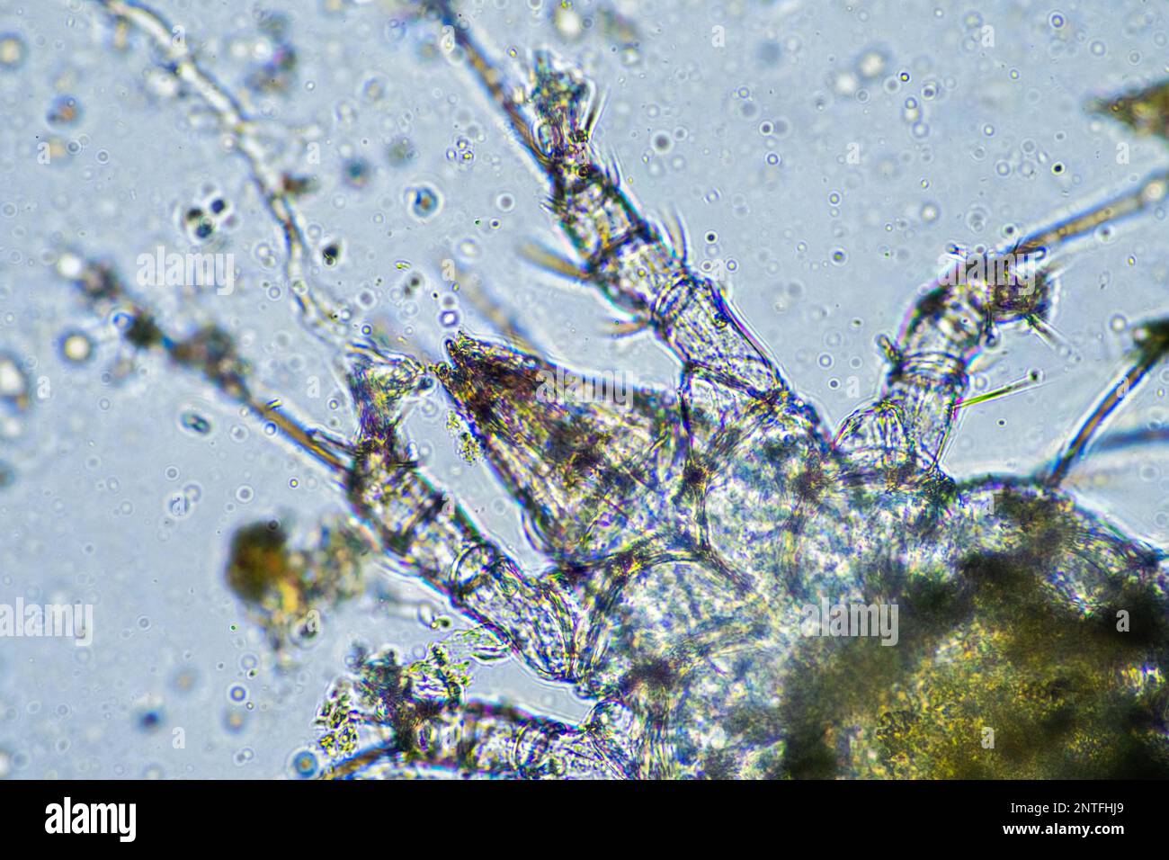 soil microorganisms including nematode, microarthropods, micro ...
