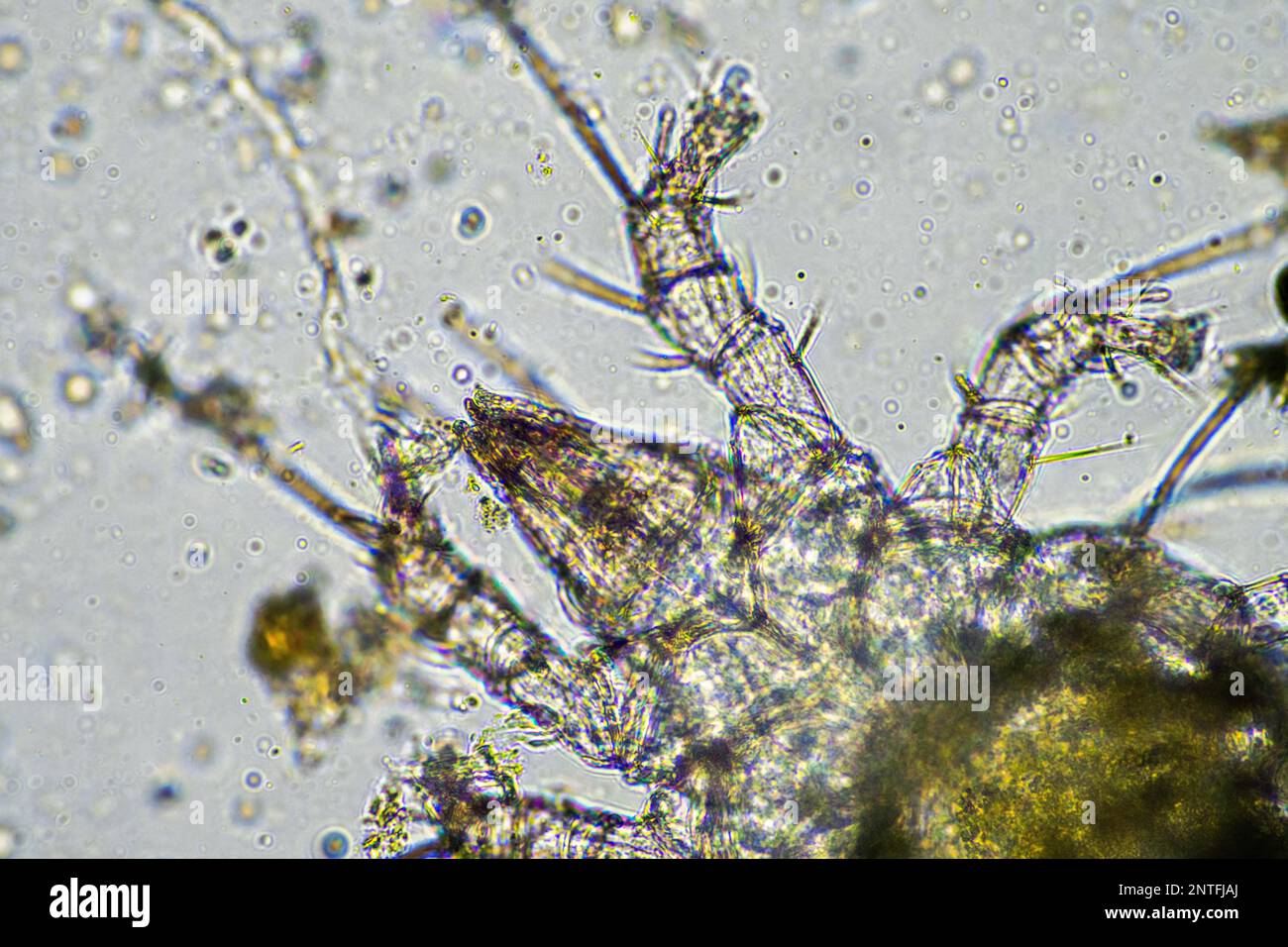 soil microorganisms including nematode, microarthropods, micro ...