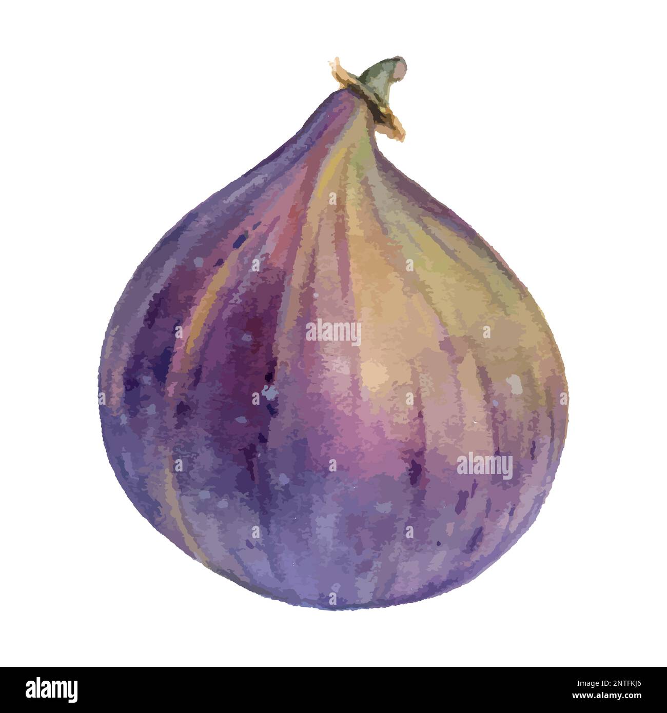 Figs illustration beautiful hi-res stock photography and images - Alamy