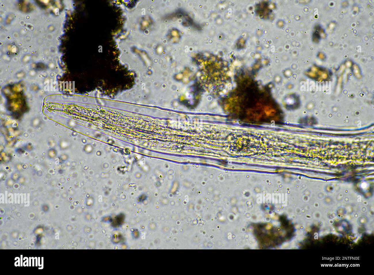 soil microorganisms including nematode, microarthropods, micro ...