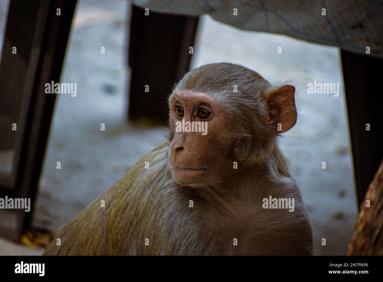 Monkey potrait hi-res stock photography and images - Alamy