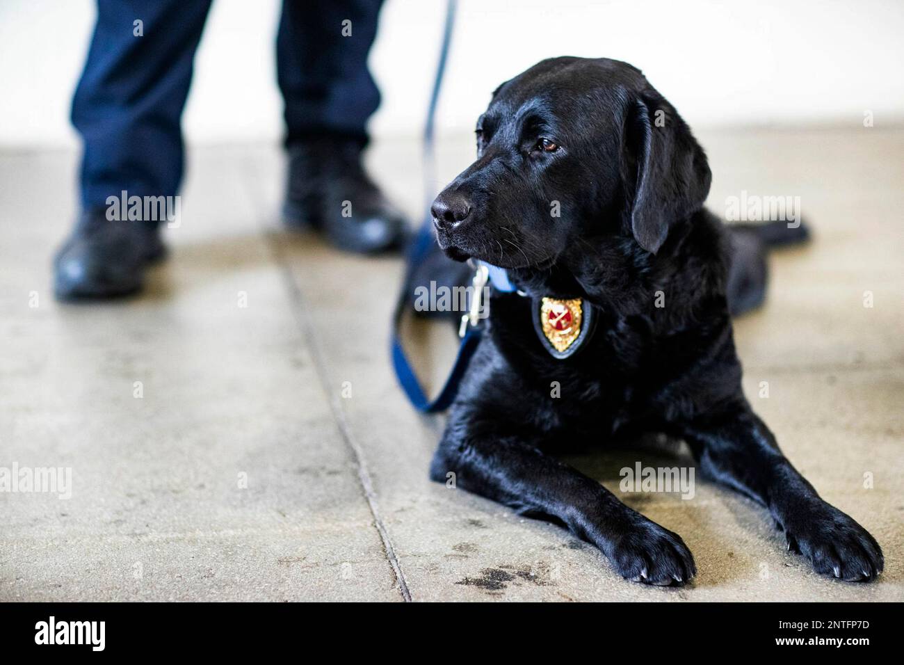 In a Thursday, Dec. 13, 2018 photo, Millie, an accelerant detection canine, lays on the ground ...