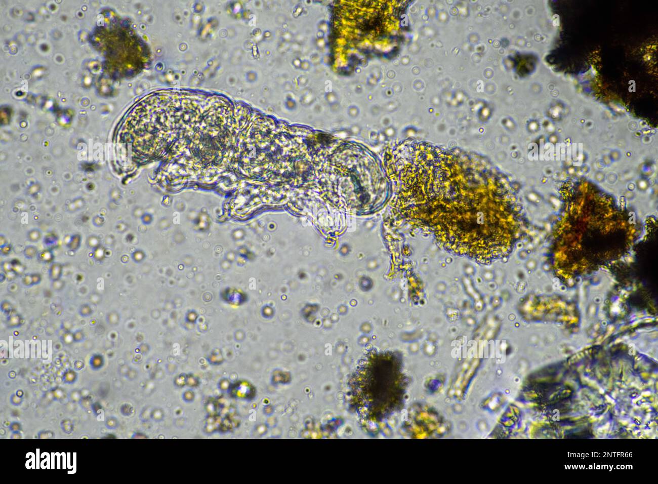 soil microorganisms including nematode, microarthropods, micro ...
