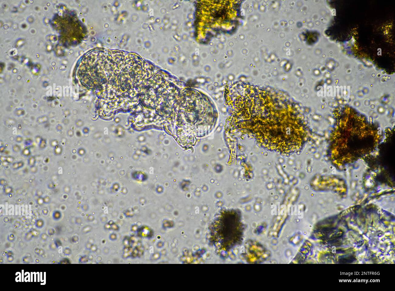 soil microorganisms including nematode, microarthropods, micro ...