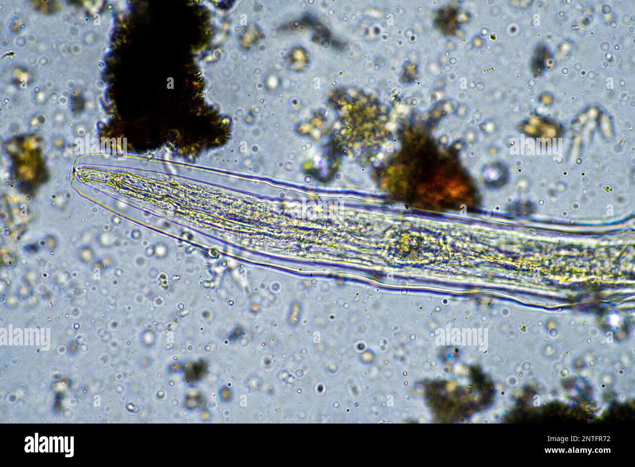 soil microorganisms including nematode, microarthropods, micro ...