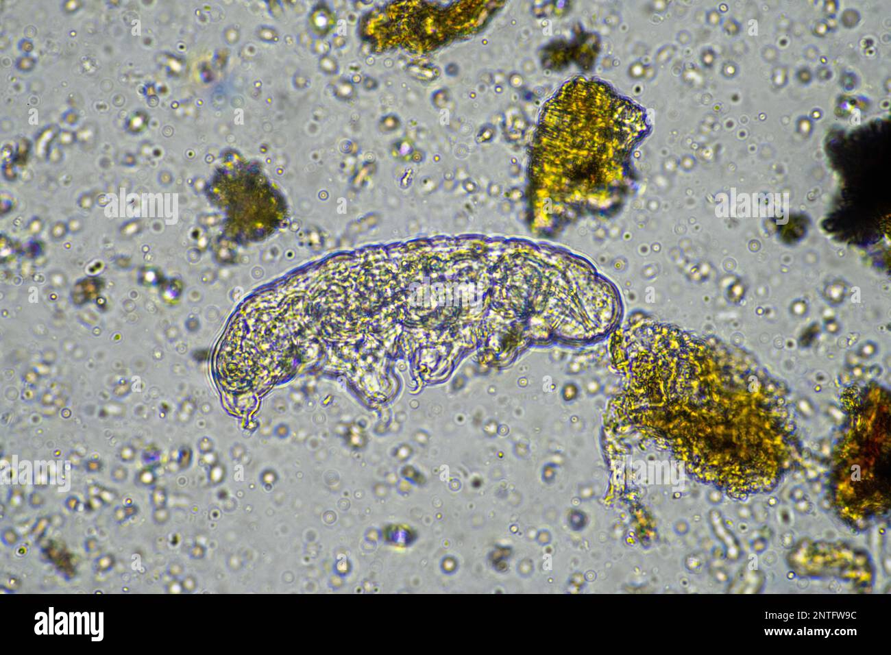 soil microorganisms including nematode, microarthropods, micro ...