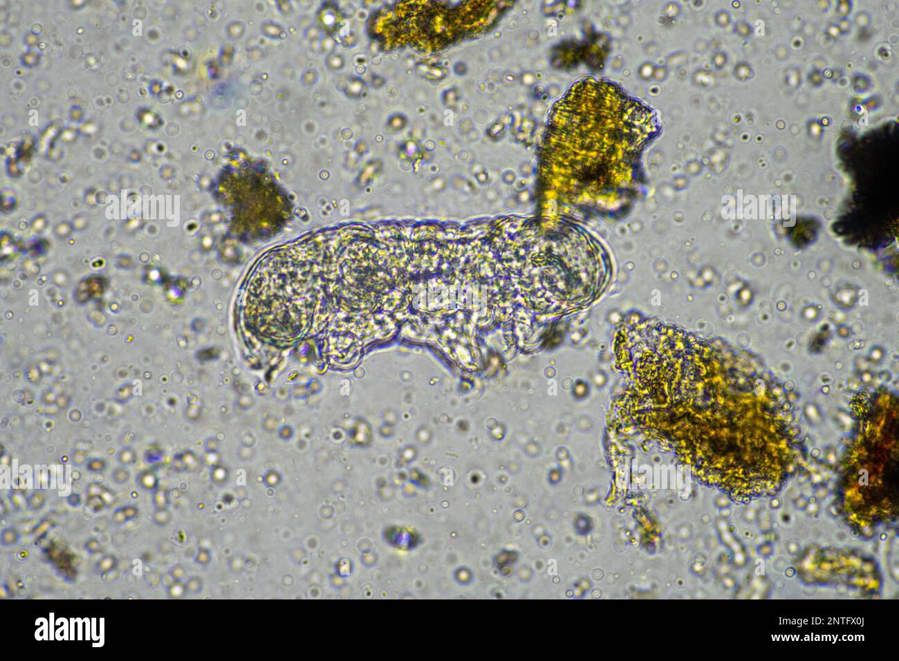 soil microorganisms including nematode, microarthropods, micro ...