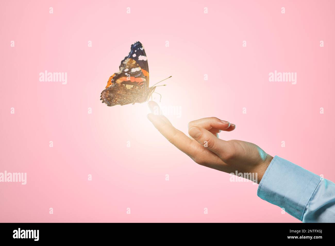 Butterfly, studio and hand with insect and lens flare in isolated pink ...