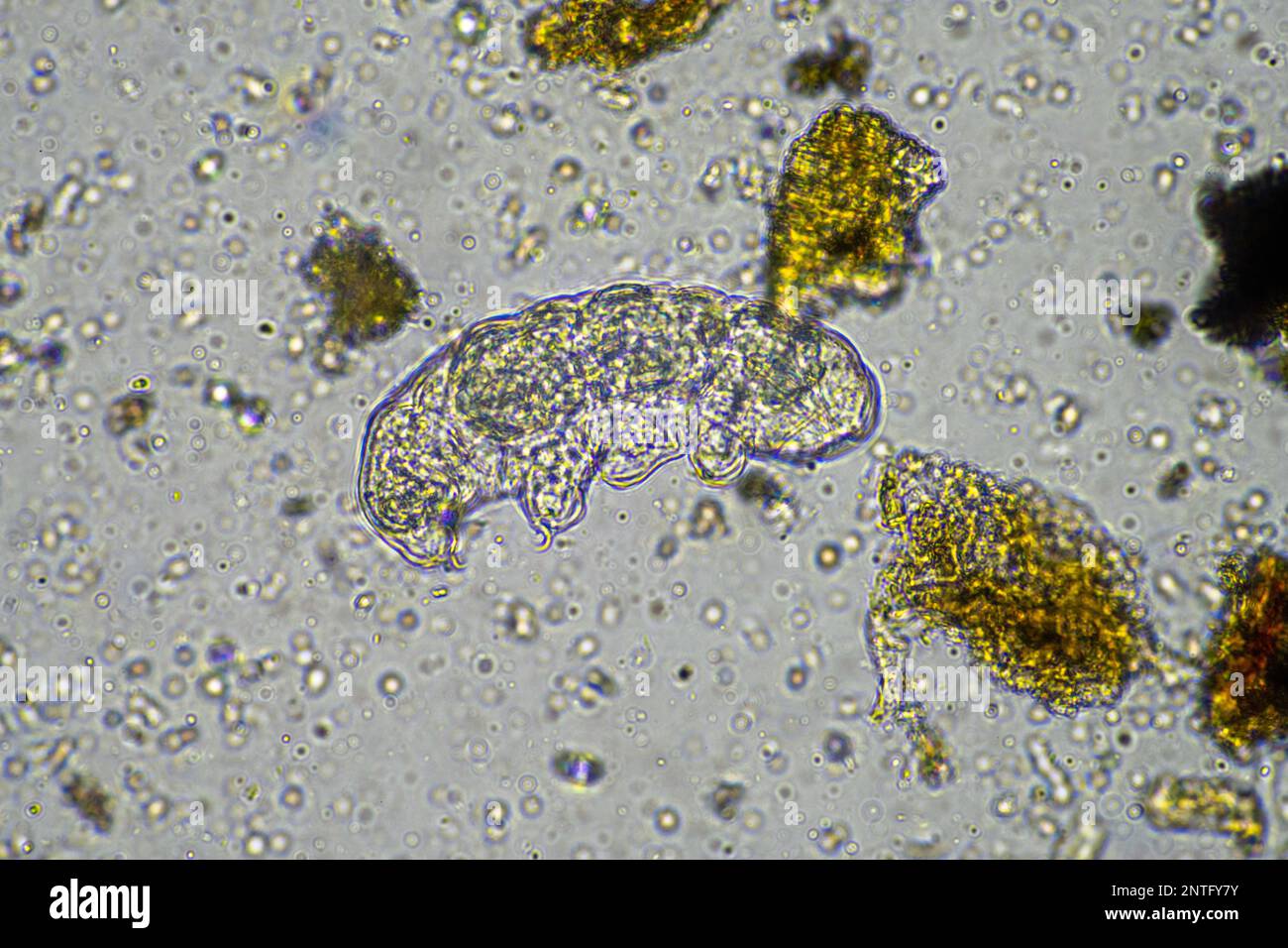 soil microorganisms including nematode, microarthropods, micro ...