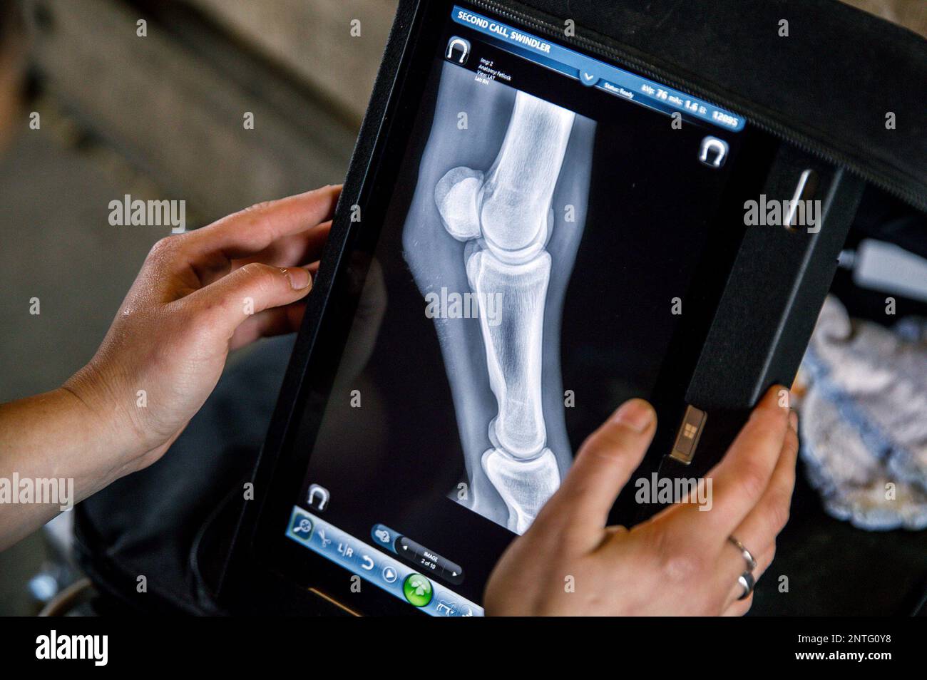 This photo taken April 18, 2019, shows registered race horse, Swindler ...