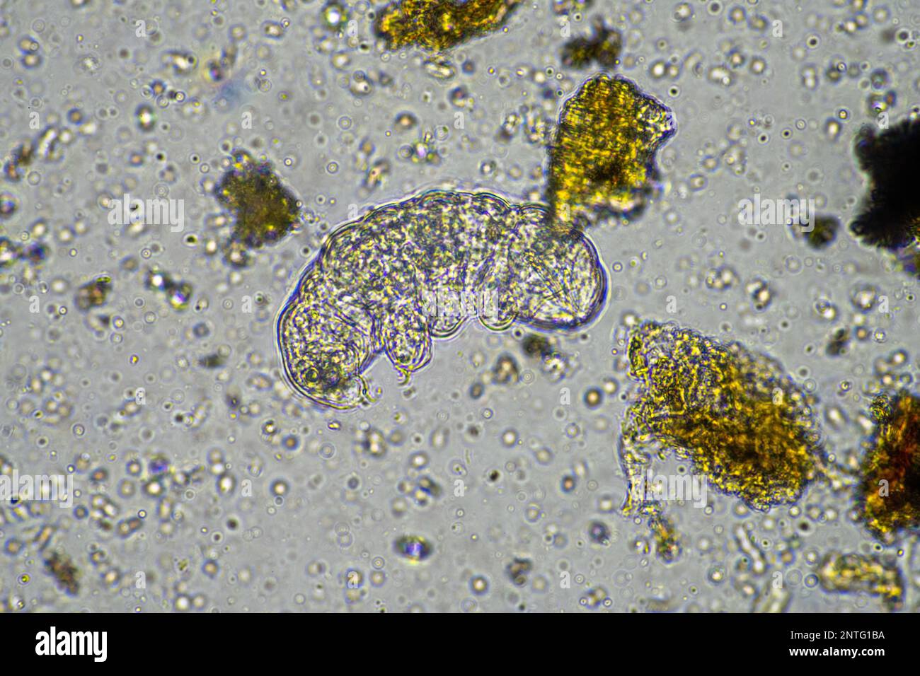 soil microorganisms including nematode, microarthropods, micro ...
