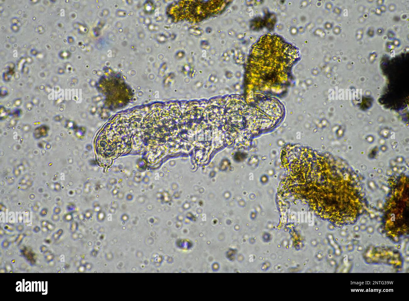 soil microorganisms including nematode, microarthropods, micro ...