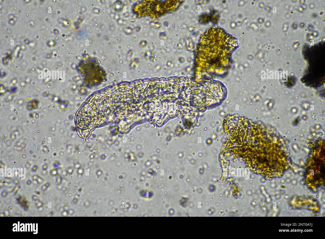 soil microorganisms including nematode, microarthropods, micro ...