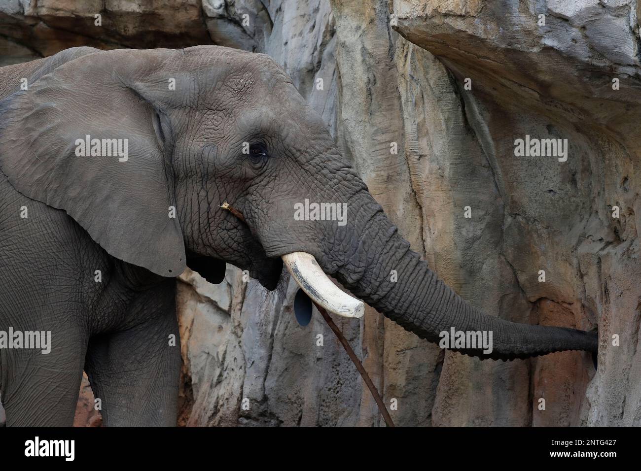 Mabhulane (Mabu) is seen in his open roaming area of the Fresno Chaffee ...