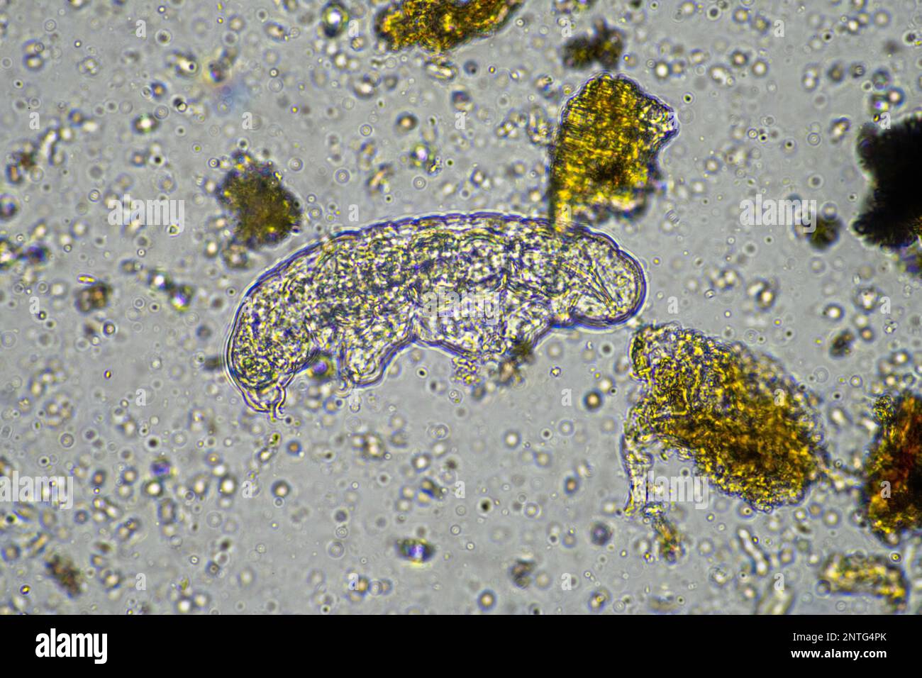 soil microorganisms including nematode, microarthropods, micro ...
