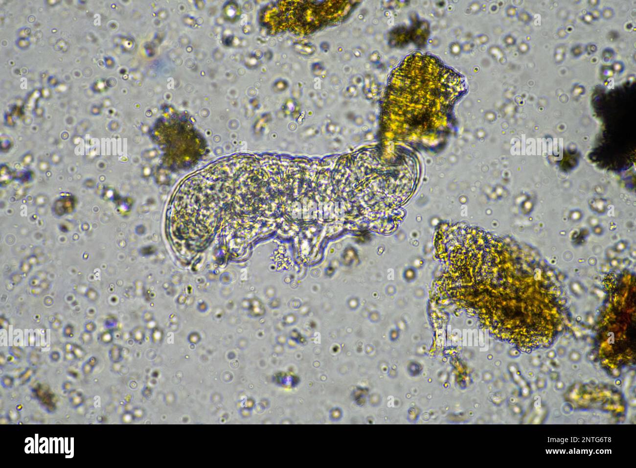 soil microorganisms including nematode, microarthropods, micro ...