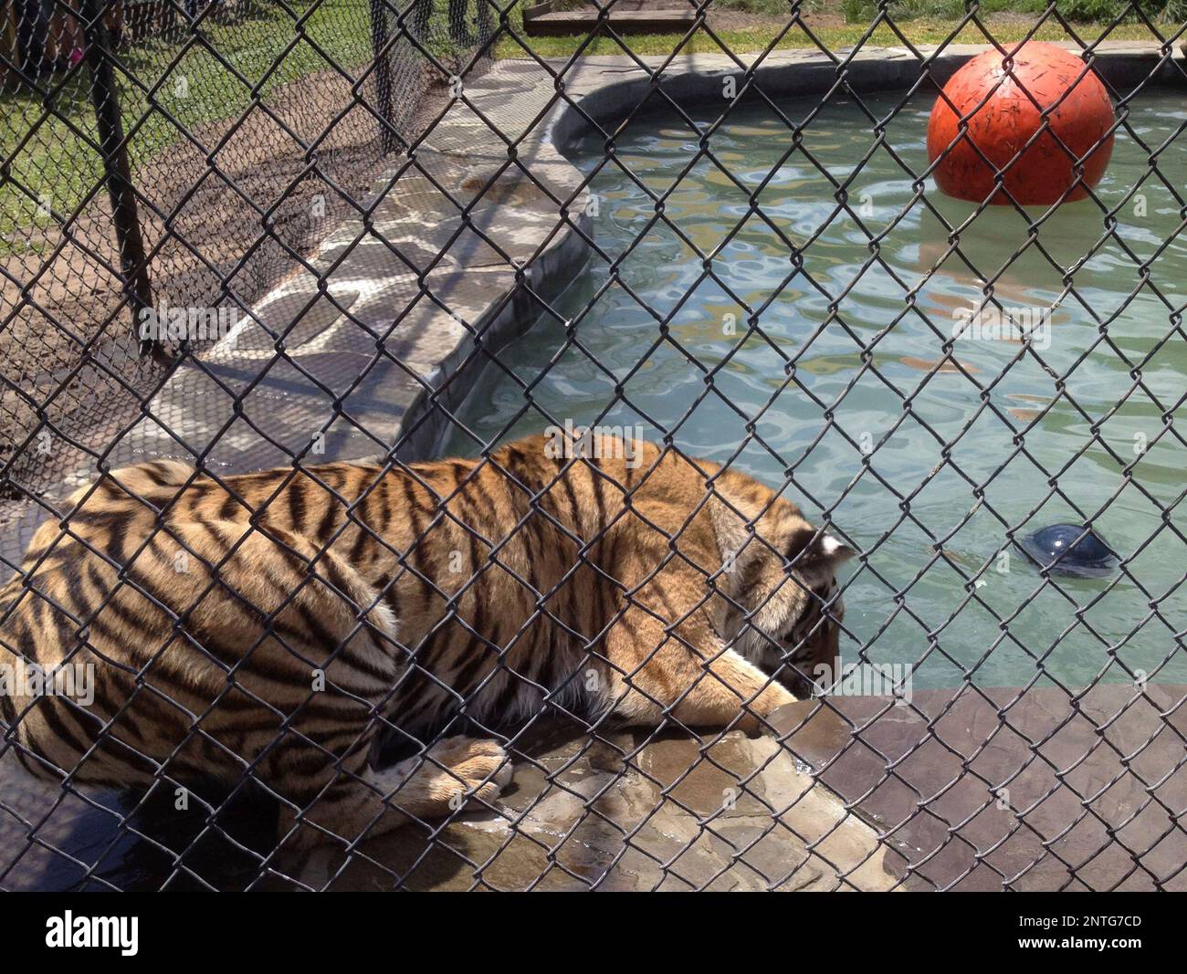 In this undated photo, Rocky, a Siberian tiger, explores a unique 4-1/2 ...