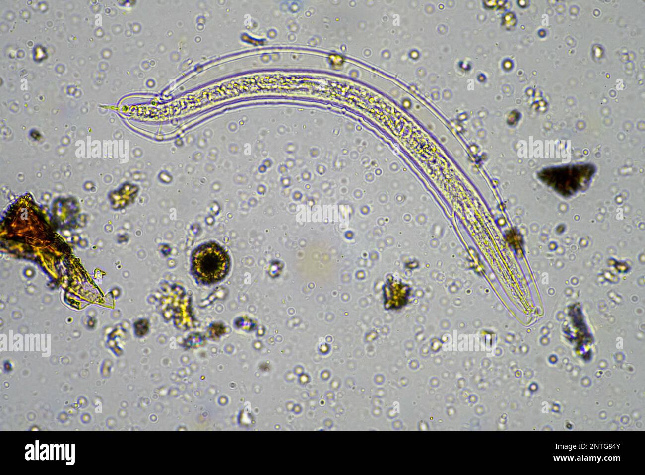 soil microorganisms including nematode, microarthropods, micro ...