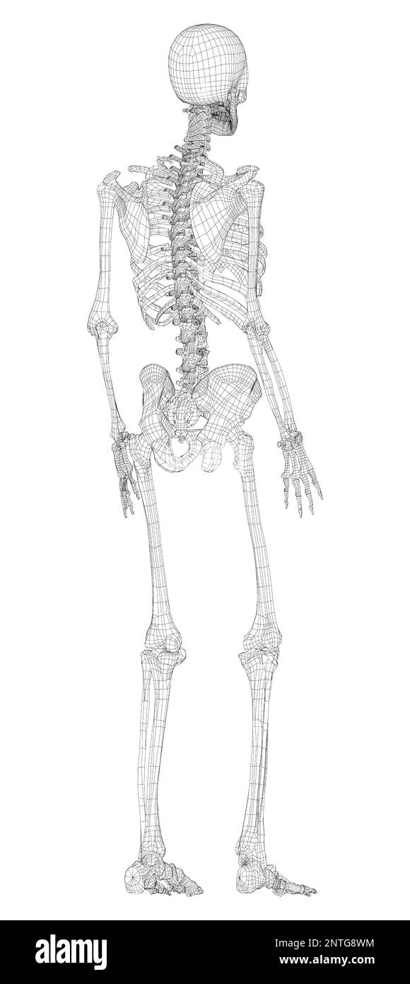 Human skeleton. 3d illustration Stock Photo - Alamy