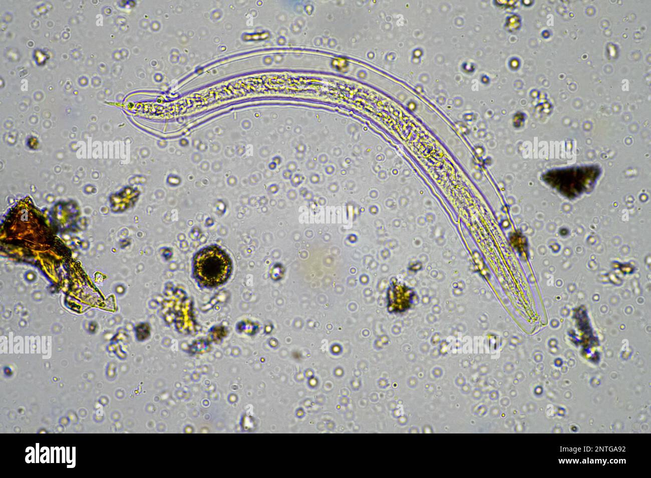 soil microorganisms including nematode, microarthropods, micro ...