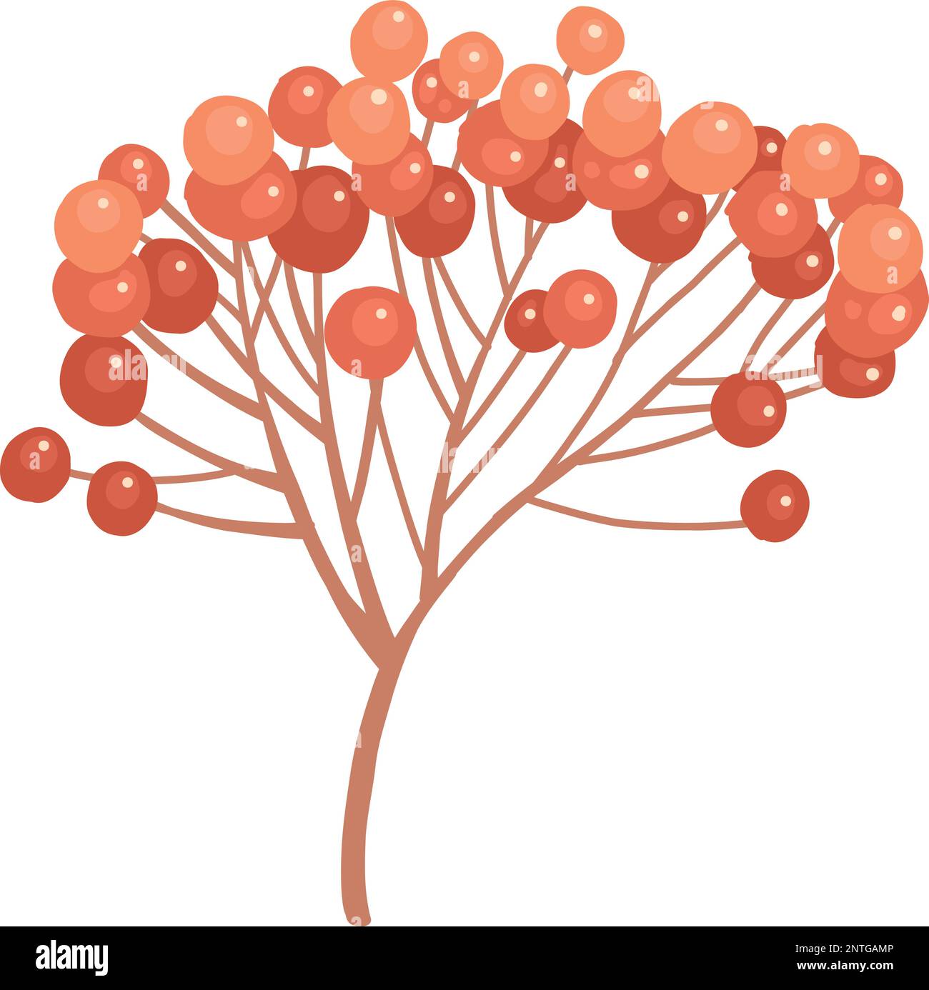 Beautiful berberis Stock Vector Images - Alamy