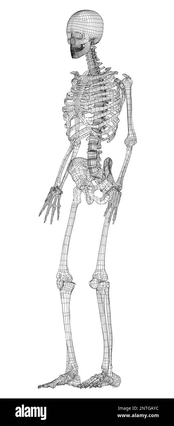 Human skeleton. 3d illustration Stock Photo - Alamy