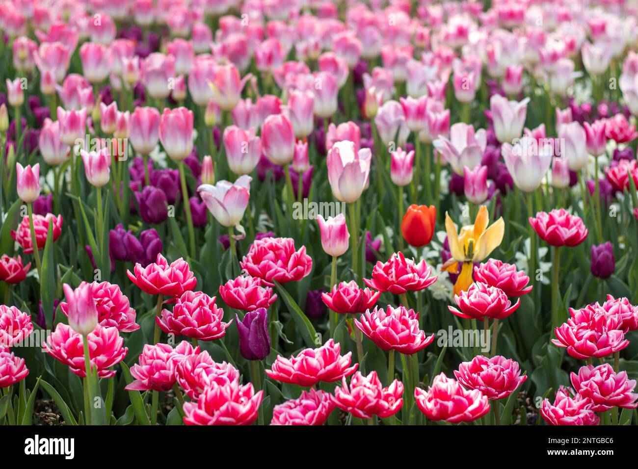 Rows of tulip flowers hi-res stock photography and images - Alamy