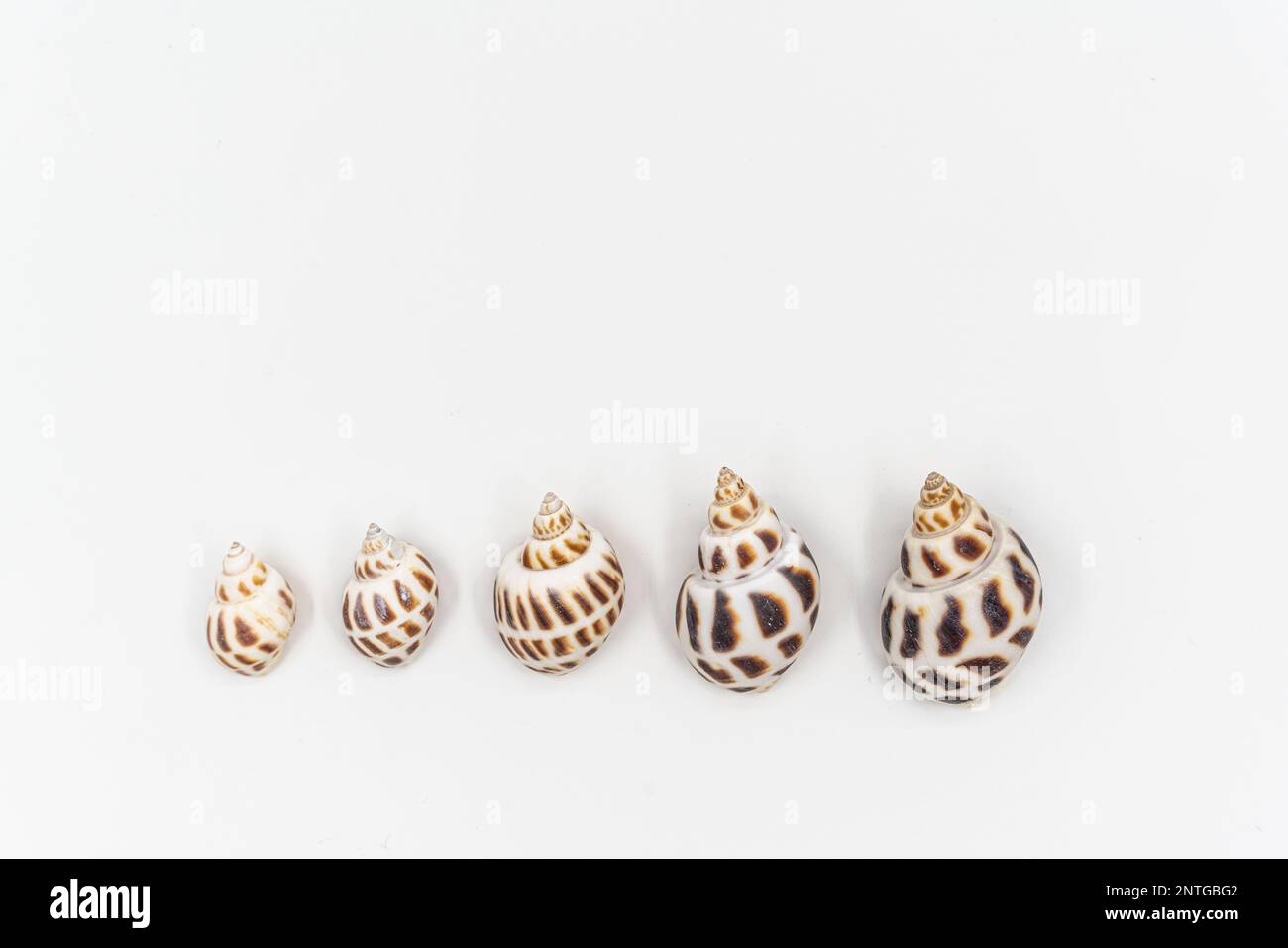 Isolated shells with white Background Stock Photo - Alamy