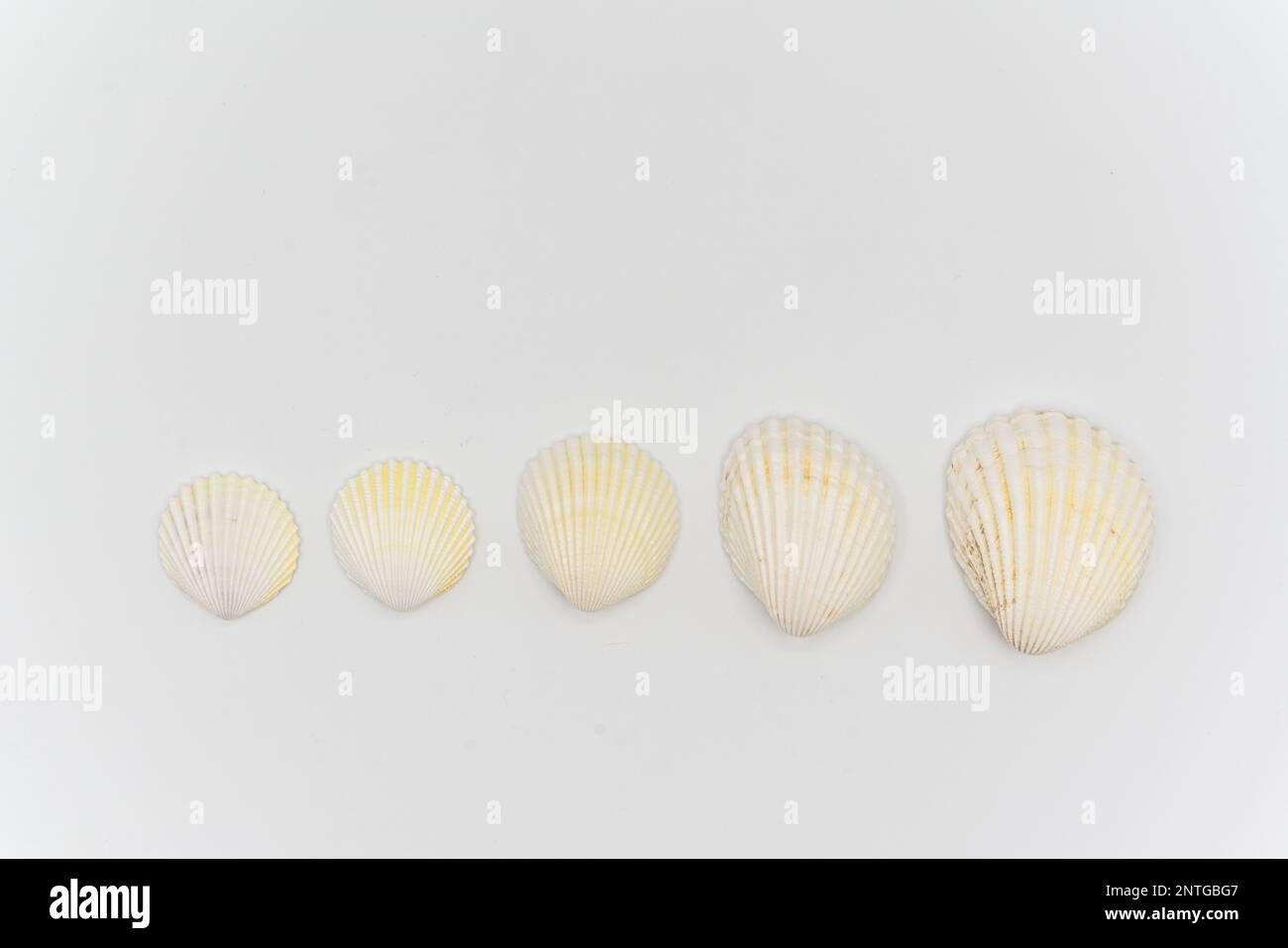 Isolated shells with white Background Stock Photo - Alamy