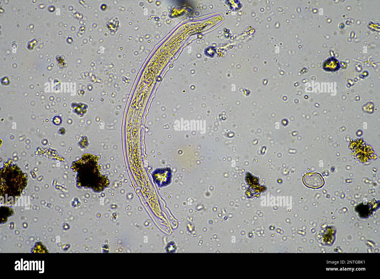 soil microorganisms including nematode, microarthropods, micro ...