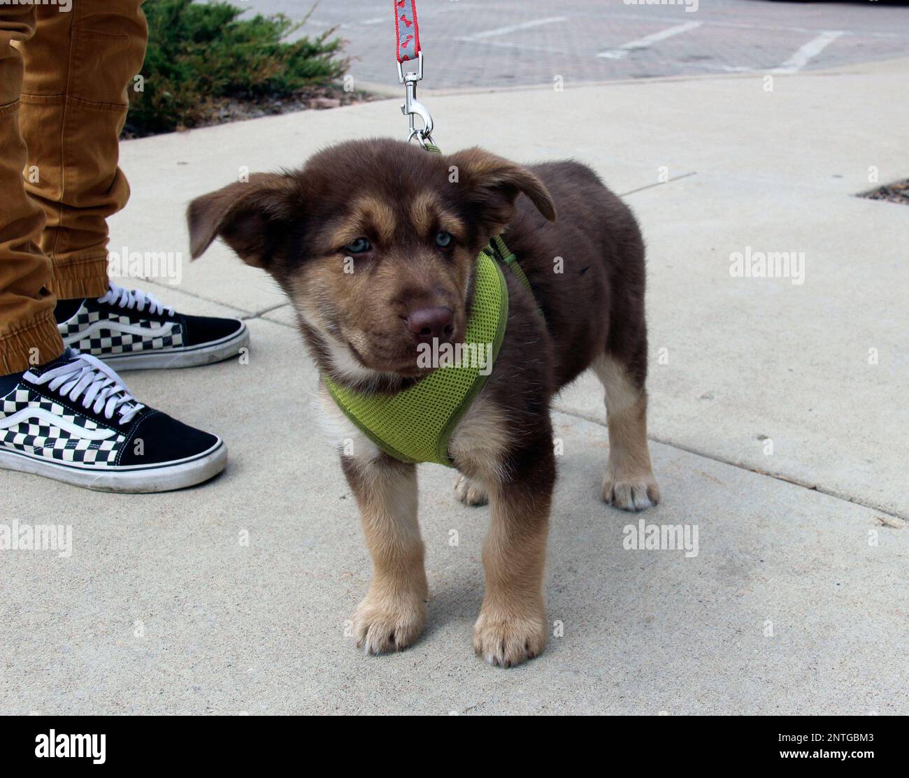 In this Sunday, April 28, 2019 photo, a puppy mix waits with its owner ...