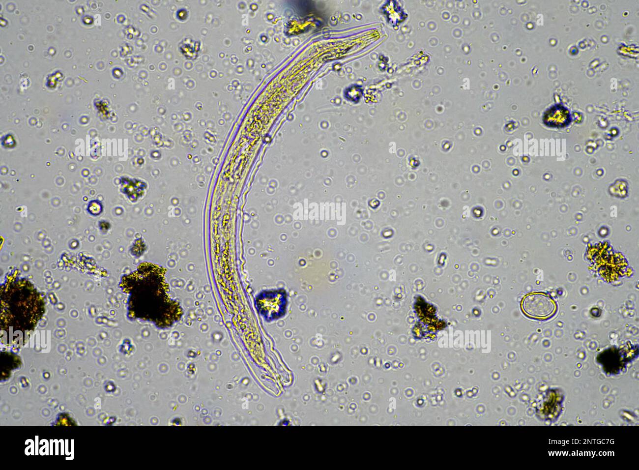 soil microorganisms including nematode, microarthropods, micro ...