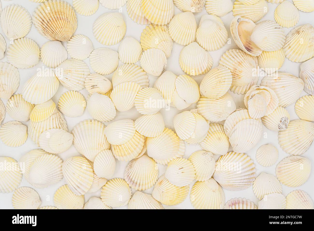 set of clam mollusc shells isolated on white background Stock Photo - Alamy