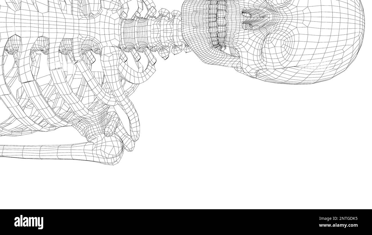 Human skeleton. 3d illustration Stock Photo - Alamy