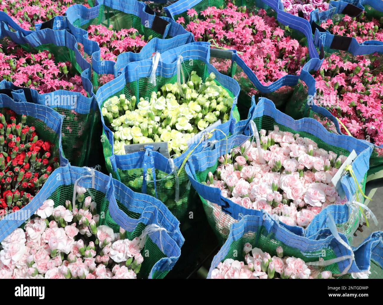 A photo shows a shipping of carnation flowers at JA ( Japan Aguriculture) Nishi-Mikawa factory ...