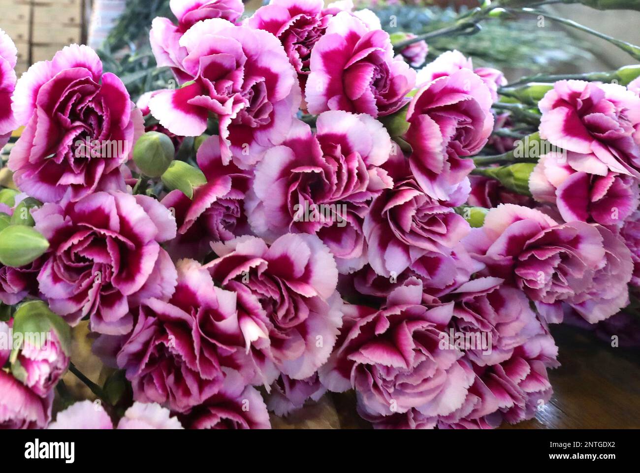 A photo shows a shipping of carnation flowers at JA ( Japan ...