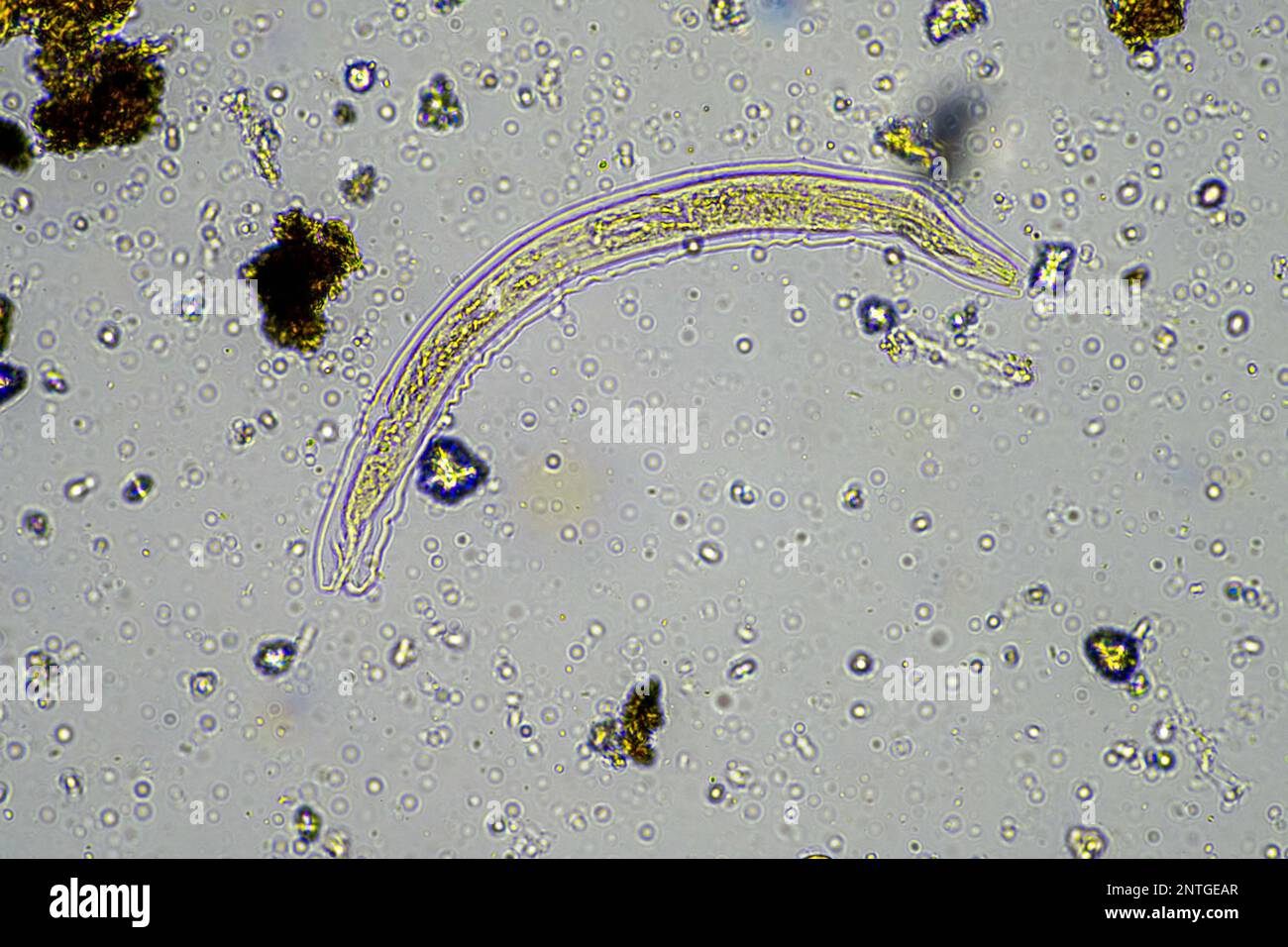 soil microorganisms including nematode, microarthropods, micro ...